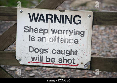 Lake District UK Sheep worrying is an offence sign dogs caught worrying ...