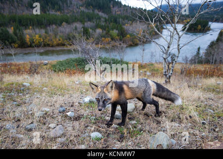Cross fox (Vulpes vulpes), a colour phase of the red fox, Chilcotin ...