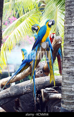 macaw hanging on timber in white background Stock Photo - Alamy