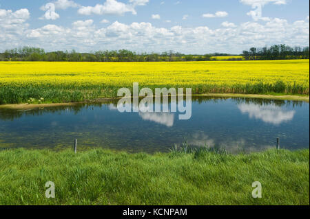 prairie slough with canola growing in the background, near Triburne ...