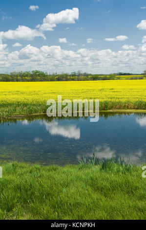 prairie slough with canola growing in the background, near Triburne ...
