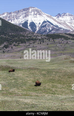 Male plains bison on the prairie in Grasslands National Park ...