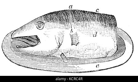 English Housekeeper Cod Stock Photo - Alamy