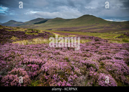 Pentland Hills in heather Stock Photo - Alamy