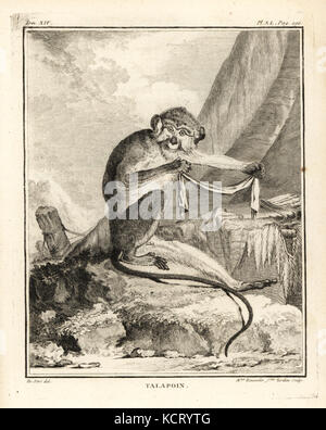 Angolan talapoin or southern talapoin, Miopithecus talapoin ...