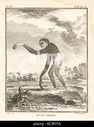 White-handed gibbon or lar gibbon, Hylobates lar, albino? Endangered ...