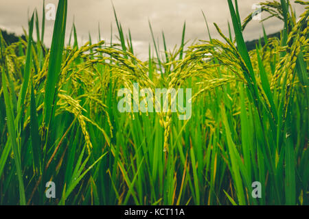 Paddy rice bend it together Stock Photo - Alamy