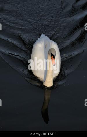 mute swan area view Stock Photo - Alamy