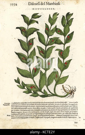 Spineless butcher's broom (Ruscus hypoglossum) flower on cladode, a ...