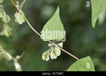 Copse-bindweed - Fallopia dumetorum Stock Photo - Alamy