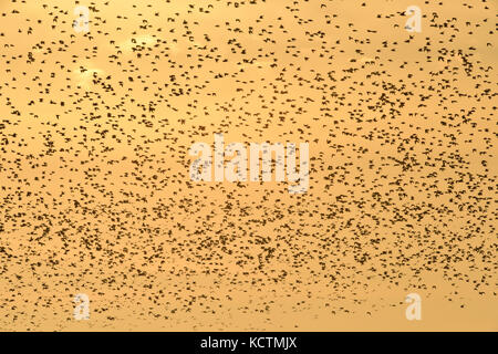 Red Knot (Calidris canutus) large flock in flight, winter Stock Photo ...