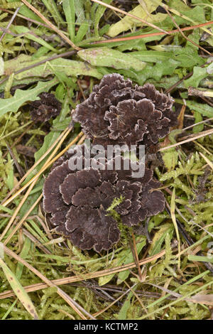 Earthfan Thelephora terrestris Stock Photo - Alamy