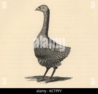 Illustration of a Rodrigues solitaire, Pezophaps solitaria, by Francois ...