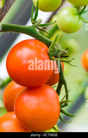 Selective focus shot of tomatoes growing in the organic farm Stock ...