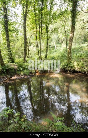 River Llan, Penllergare Valley Woods, Penllergaer, Swansea, South Wales ...