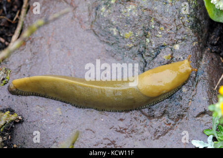Bright yellow banana slug (Ariolimax sp.) crawling over a rock in ...