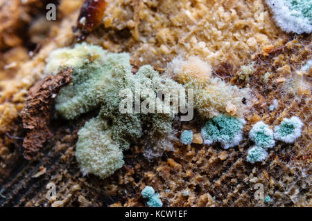 Extreme Close-Up Of Blue Mold With White Extremities Growing On Wood ...