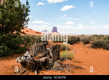 Tree trunk, Monument Valley panorama - Arizona, AZ, USA Stock Photo - Alamy