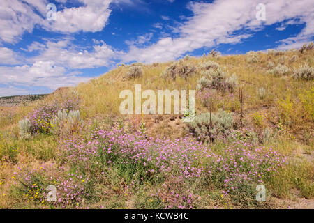Grasslands ecosystem, Kamloops, British Columbia, Canada Stock Photo ...