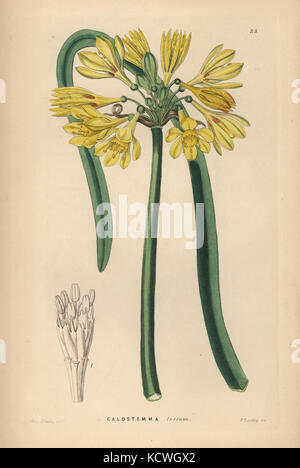 Yellow calostemma, Calostemma luteum. Handcoloured copperplate ...