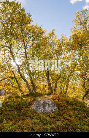 colorful autumn sunset behind the trees in park with shadows Stock ...