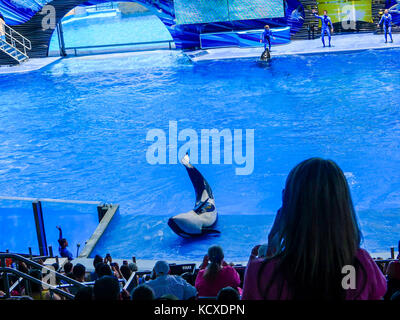 Killer Whale show in the Shamu Stadium at Seaworld Orlando Florida ...