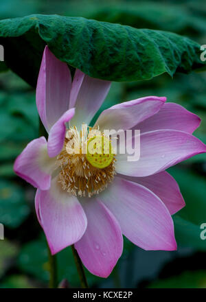 Macro close up of lotus flower stamens with purple filaments and golden ...