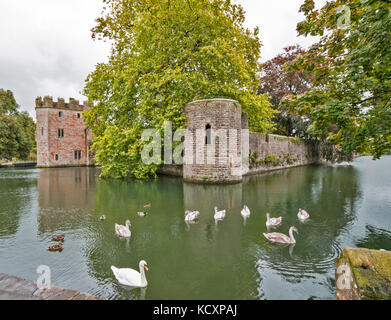 The famous swans of Wells on the Palace Moat, outside the historic ...