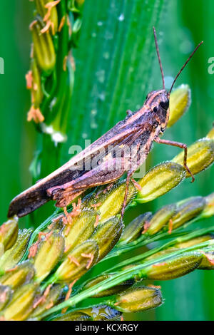 Macro photo of Rice leaf folder caterpillar walking on the rice leaf in ...