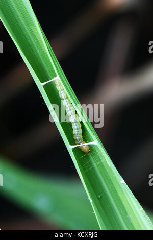 Macro photo of Rice leaf folder caterpillar walking on the rice leaf in ...