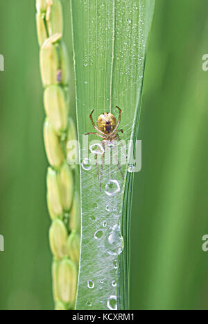 Macro photo of Rice leaf folder caterpillar walking on the rice leaf in ...