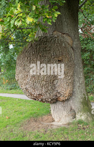 Gall (or burl) on an oak tree trunk, possibly crown gall caused by ...