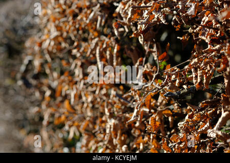 Hornbeam hedge in winter Stock Photo - Alamy