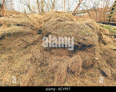 Terrible smell rotten grass. Decay harvested grass in green mound in ...