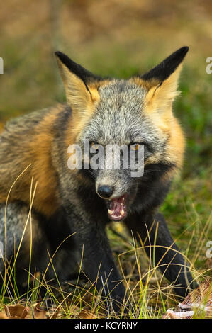 cross fox red fox feeding on a bird, 1002 coastal plain of the Arctic ...