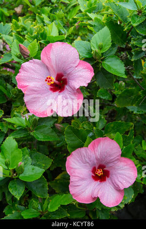 Maui .Hawaii islands ,USA Hibiscus flowers in various colours 11 ...