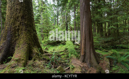 Golden Spruce trail, Port Clements, Culturally modified cedar tree ...