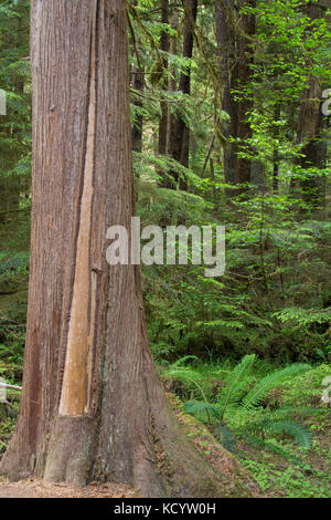 Golden Spruce trail, Port Clements, Culturally modified cedar tree ...