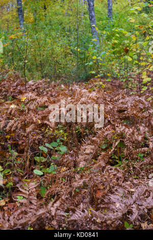 Withered fern in autumn colours Stock Photo - Alamy
