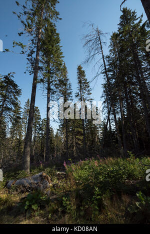 Romania, Lacauti and Goru Summits, August 19-20, 2017: Group of ...