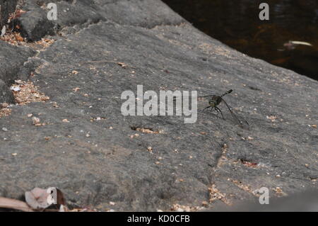 Alligator Creek, Mount Elliot, Bowling Green Bay National Park ...