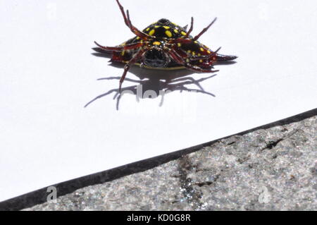 Northern Jewelled Spider (Gasteracantha fornicata). Female, in web ...