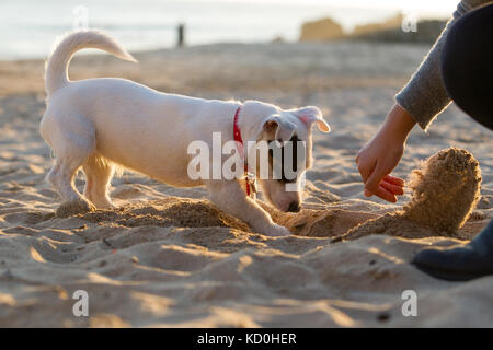 digging jack russell Stock Photo - Alamy