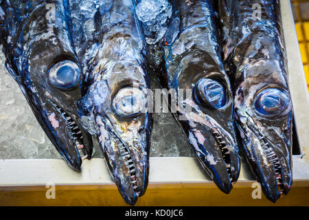 Black scabbardfish - Aphanopus carbo, on ice at Funchal fish market ...