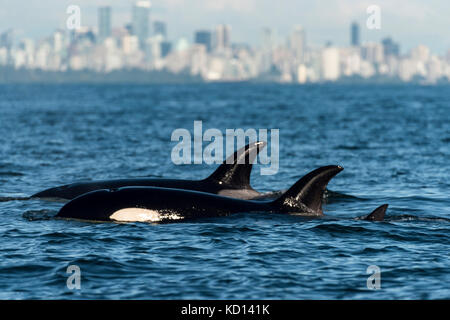 Orca Whales, Howe Sound (near Vancouver), BC Canada Stock Photo - Alamy