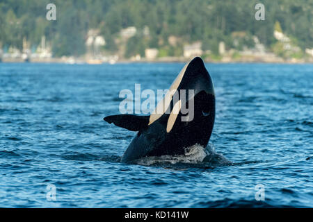 Orca Whales, Howe Sound (near Vancouver), BC Canada Stock Photo - Alamy