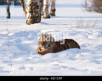 Young siberian tiger having rest on snow in birch forest in russian ...