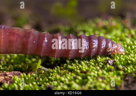 Earthworm showing setae Stock Photo - Alamy