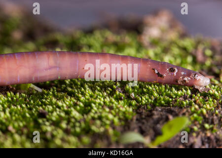 Earthworm showing setae Stock Photo - Alamy