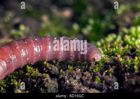 Earthworm showing setae Stock Photo - Alamy